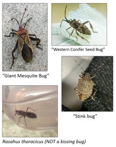 Kissing Bugs – SECVBD