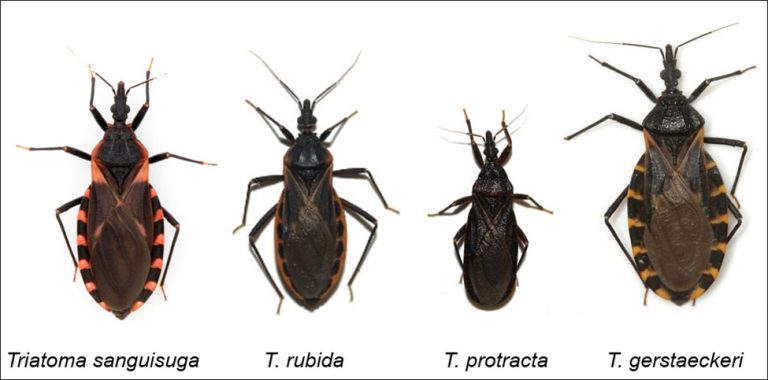 Kissing Bugs – SECVBD