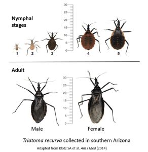 Kissing Bugs – SECVBD